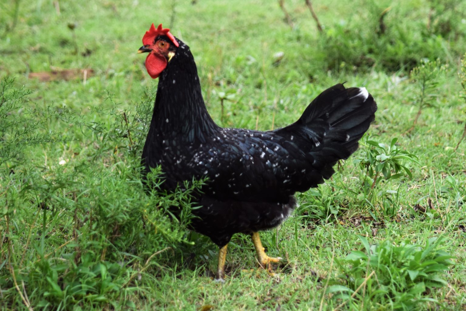 Ancona – Flockjourney