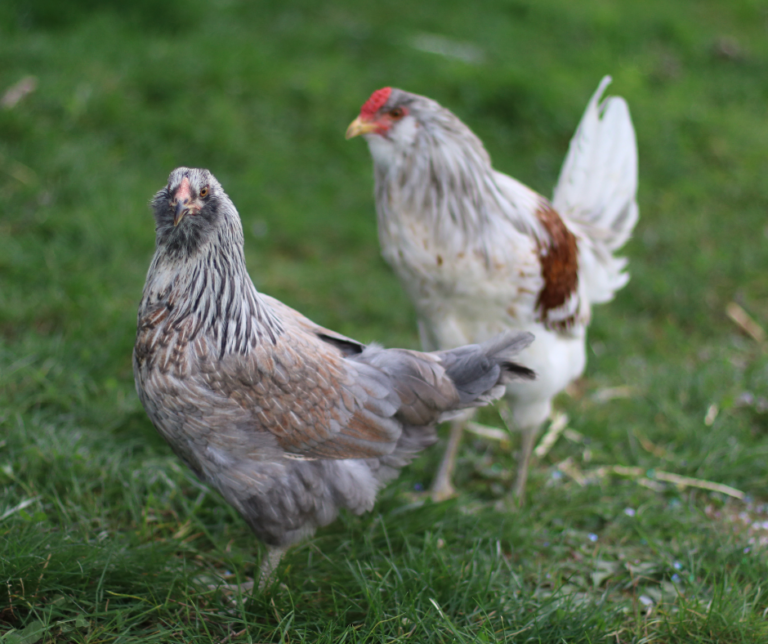 Colored Egg Layers – Flockjourney