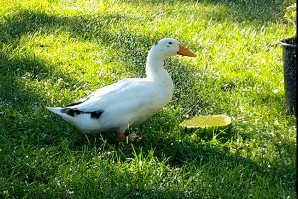 Ancona Duck Flockjourney