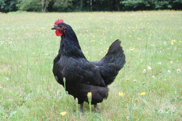Black Australorp – Flockjourney