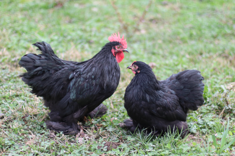 Cochin Bantams – Flockjourney