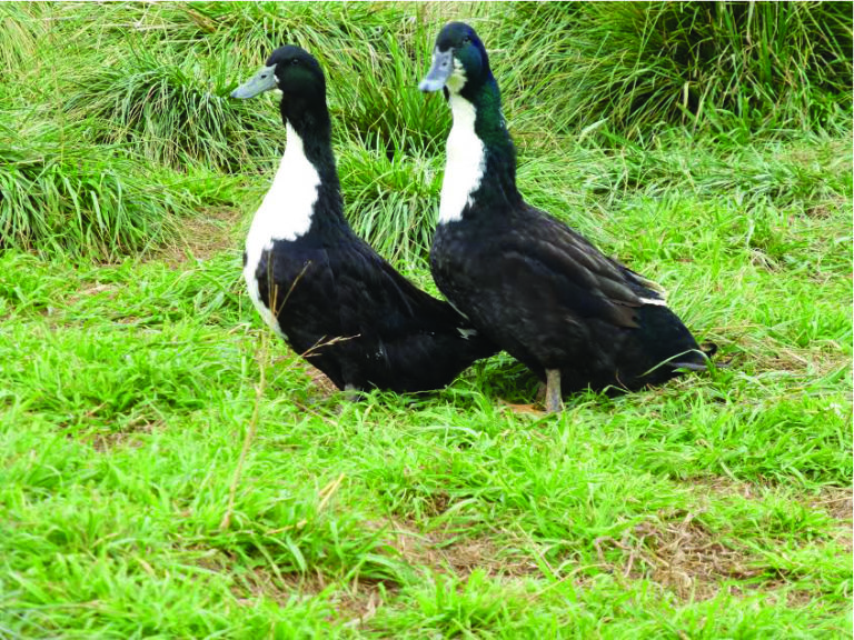 Swedish Ducks – Flockjourney