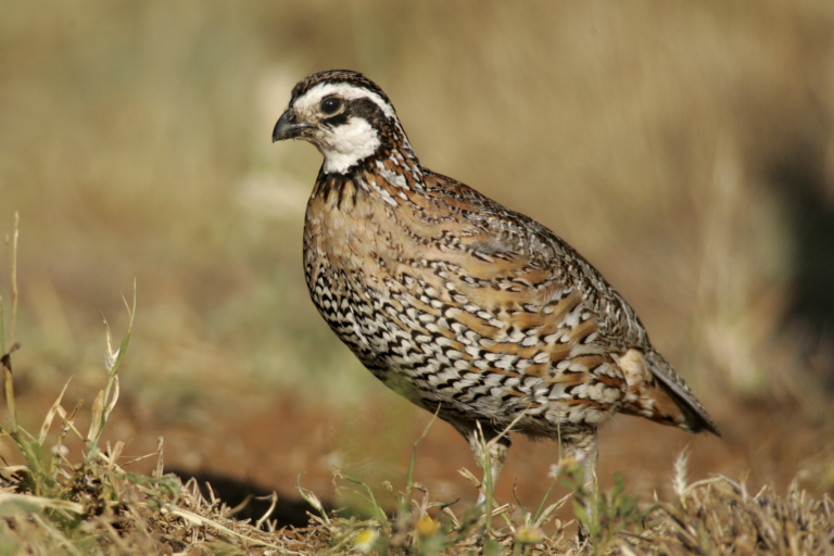 Bobwhite – Flockjourney