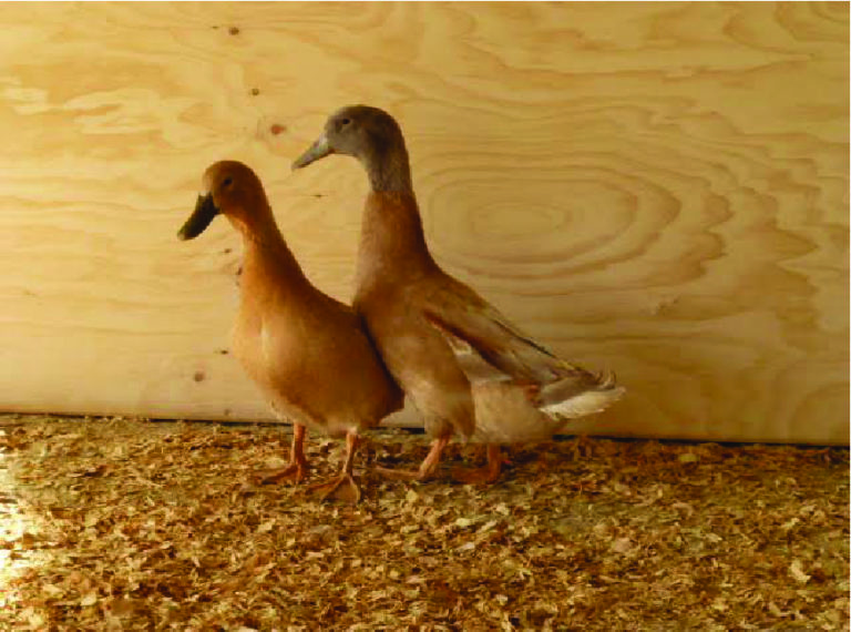 Buff Duck – Flockjourney