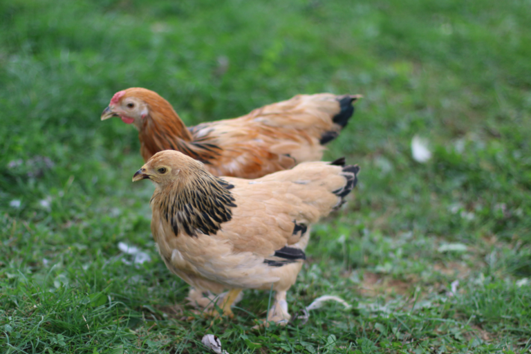 Buff Brahma Bantam – Flockjourney