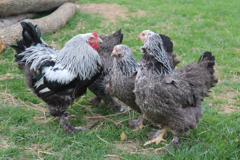 Brahmas – Flockjourney