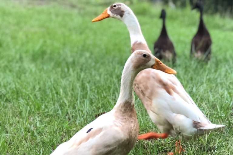 Runner Ducks – Flockjourney