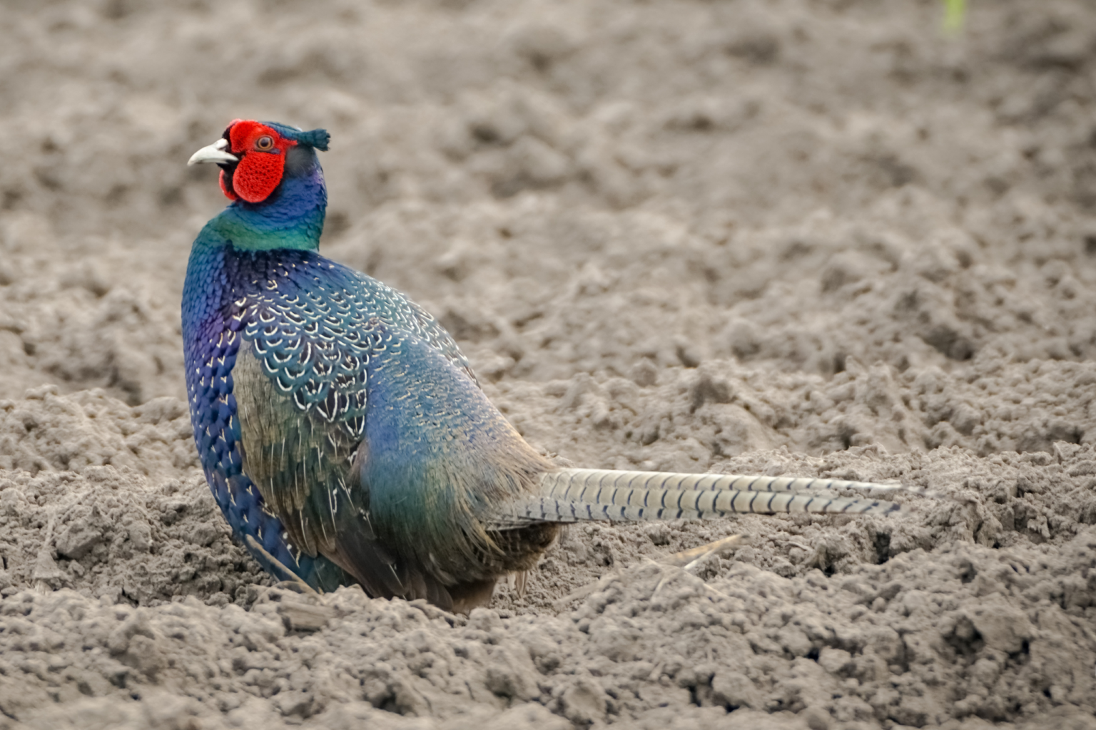 Melanistic Mutant – Flockjourney