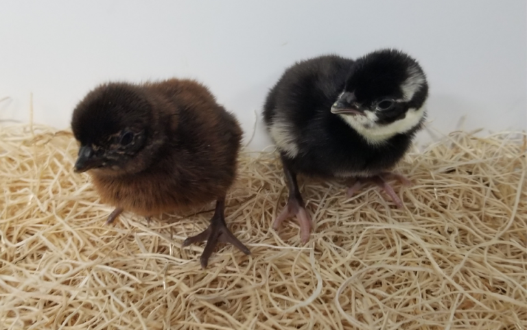 Melanistic Mutant – Flockjourney