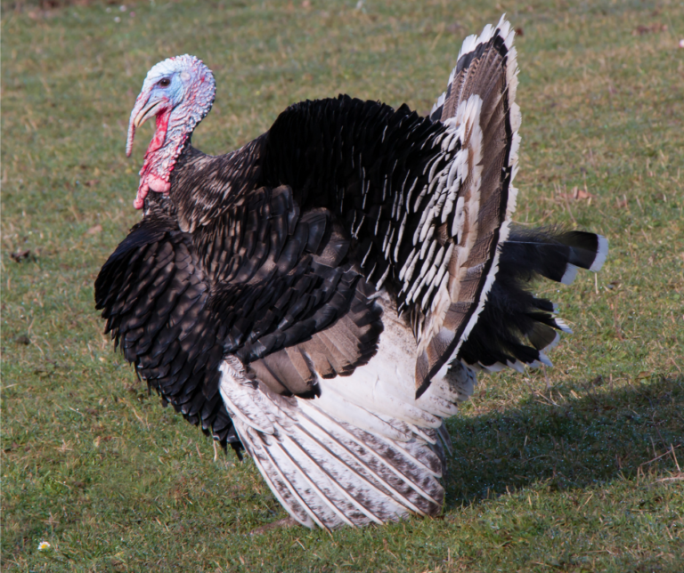 Turkeys – Flockjourney