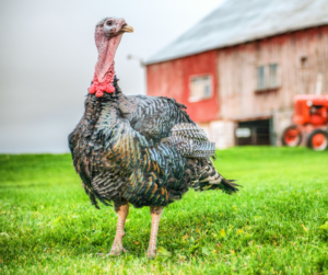 Turkeys – Flockjourney