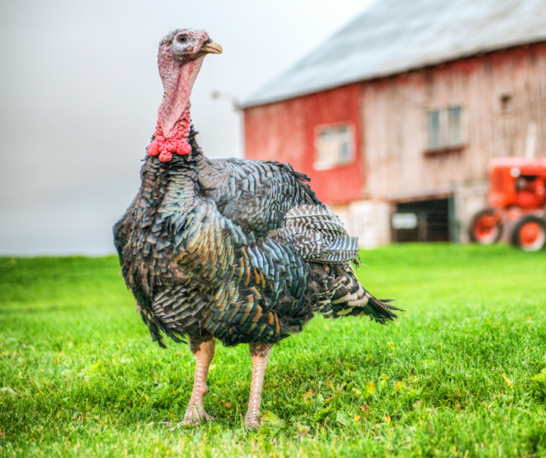 Turkeys – Flockjourney