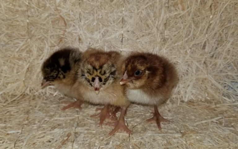 Chanteclers – Flockjourney