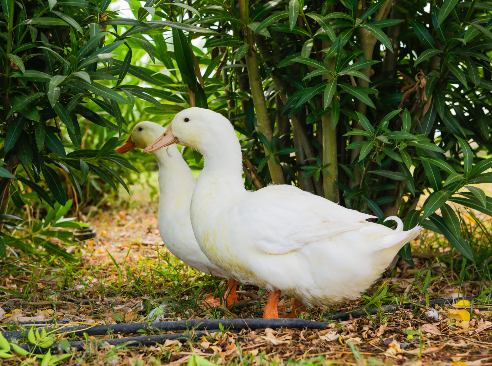 Ducks – Flockjourney