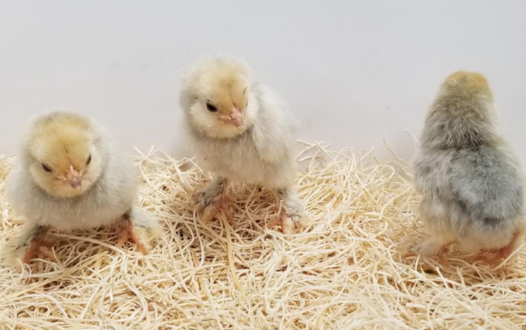 d’Uccle Bantams – Flockjourney