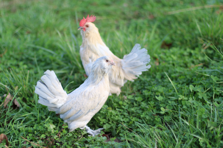 d’Uccle Bantams – Flockjourney