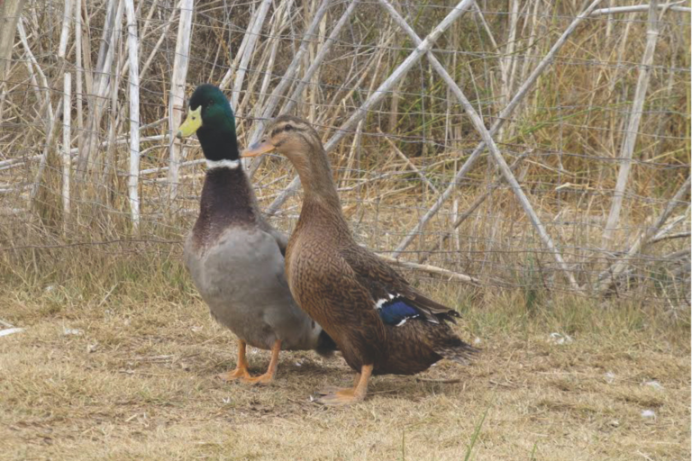 Rouen – Flockjourney