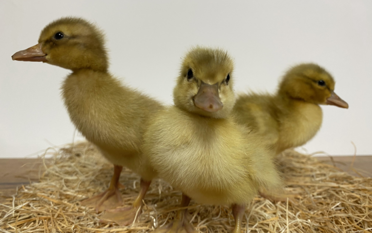 Saxony – Flockjourney