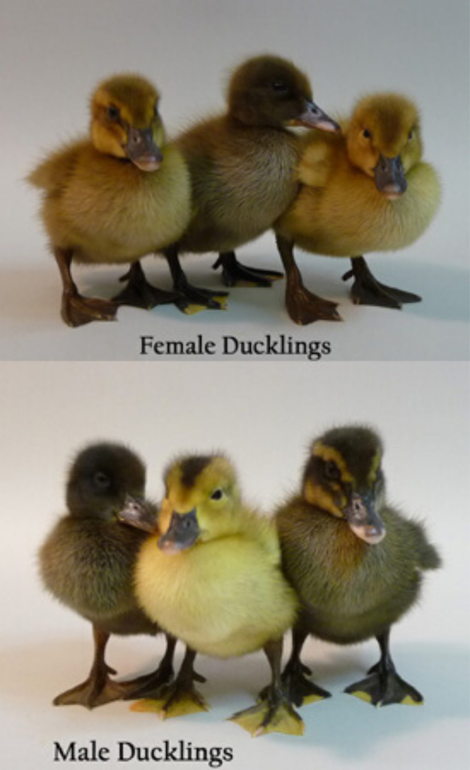 Golden 300 – Flockjourney