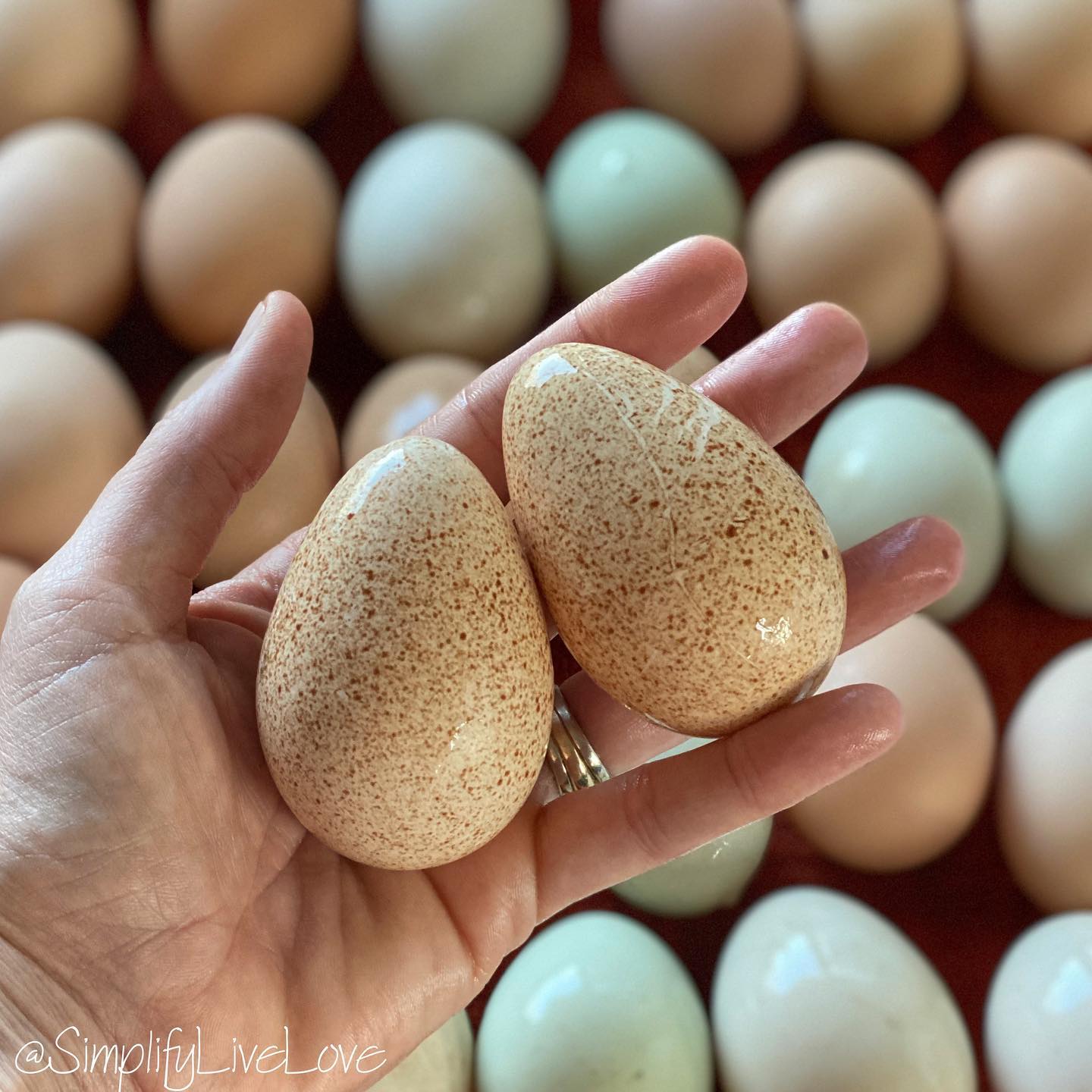 What’s the Scoop on Turkey Eggs? – Flockjourney
