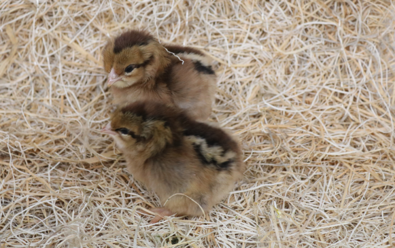 Welsummer – Flockjourney