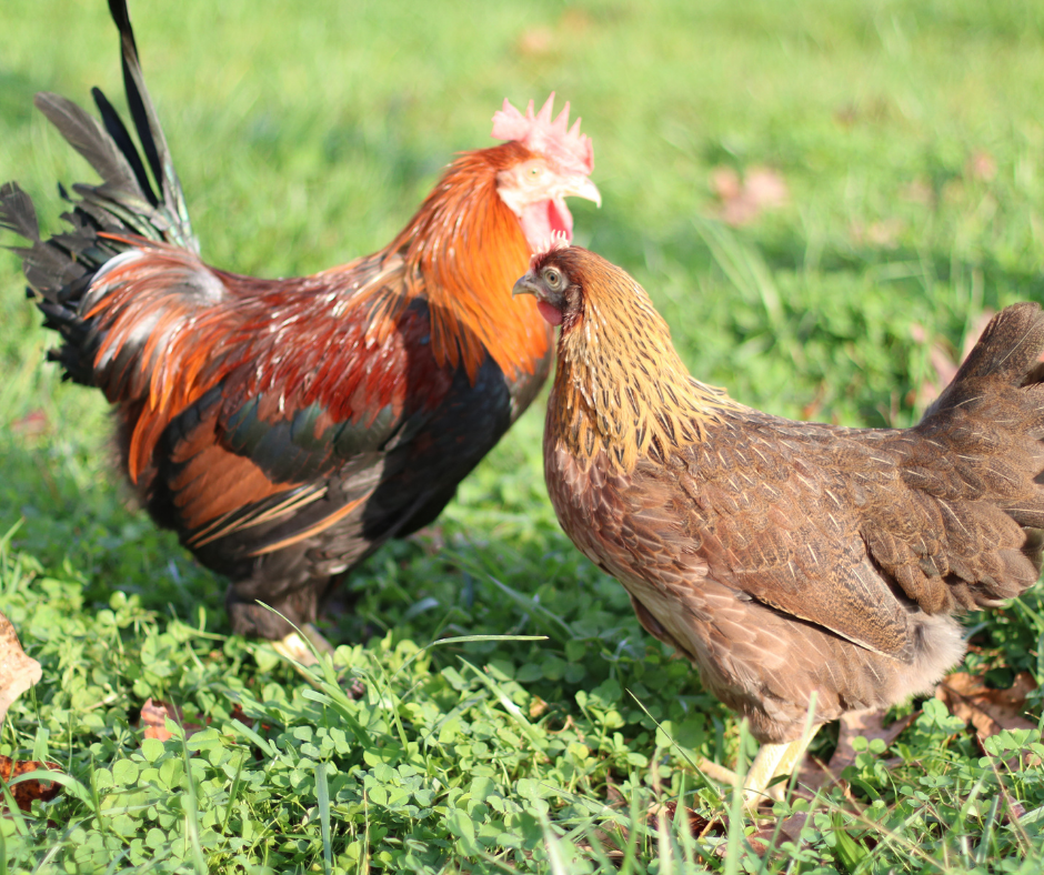 Colored Egg Layers – Flockjourney