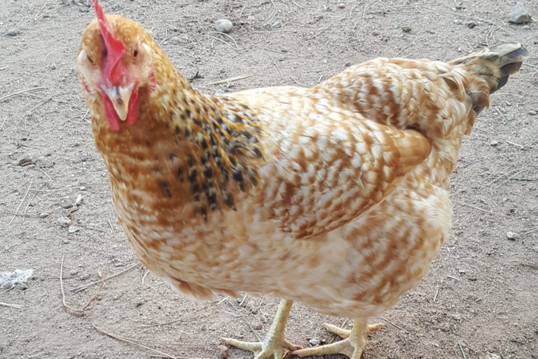 Calico Princess™ – Flockjourney