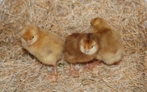 Calico Princess™ – Flockjourney