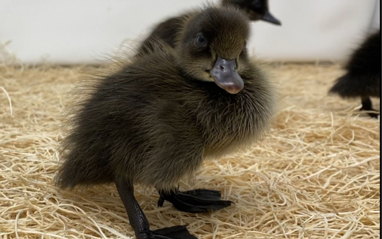 Cayuga – Flockjourney