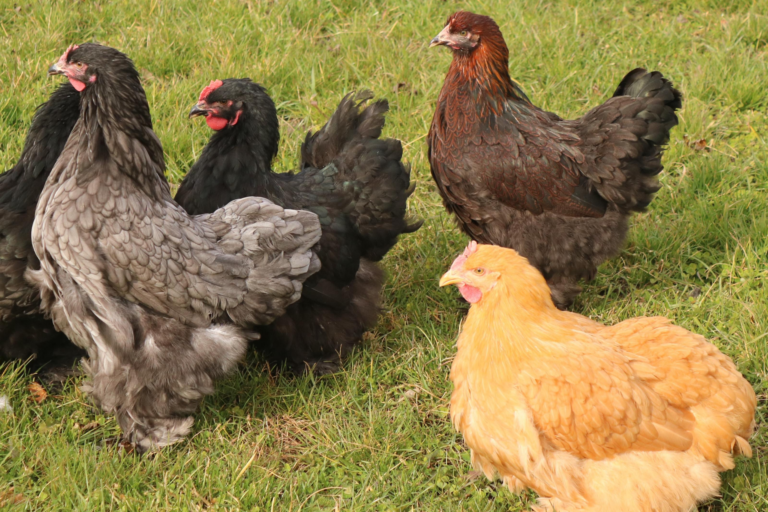 Cochins- Large Fowl – Flockjourney