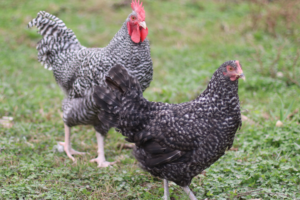 Marans – Flockjourney