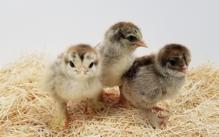 Brahmas – Flockjourney