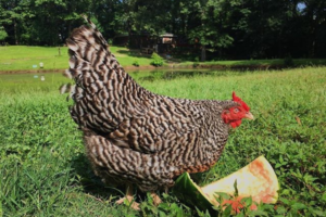 Dominique – Flockjourney