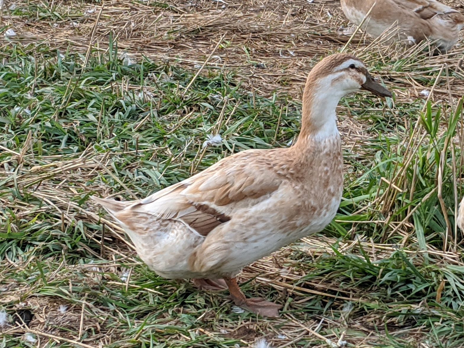 Ducks – Flockjourney