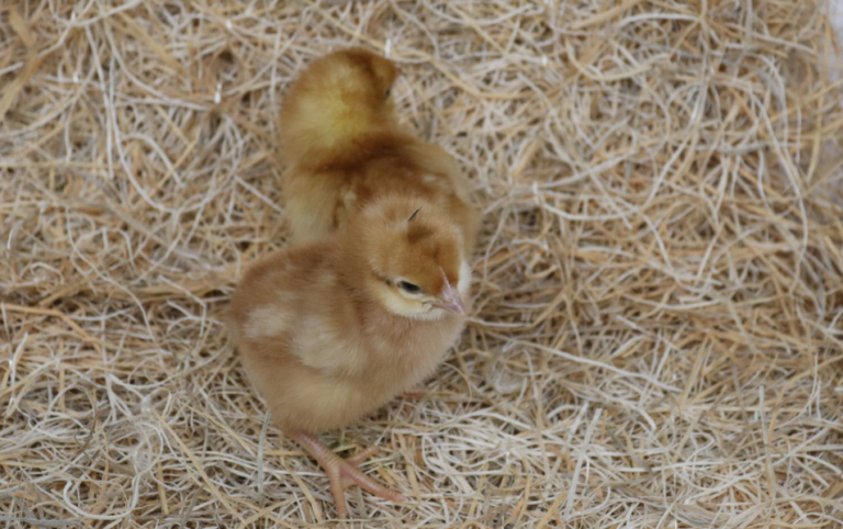 ISA Brown – Flockjourney