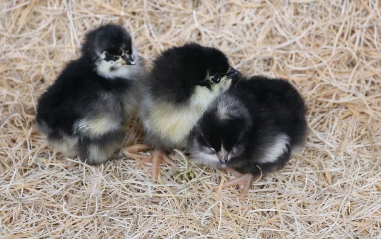 Marans – Flockjourney