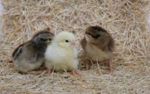 Olive Egger – Flockjourney