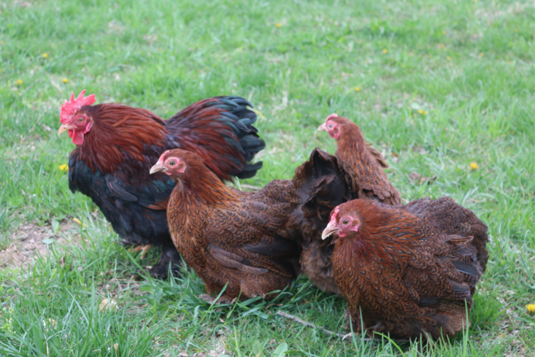 Cochin Bantams – Flockjourney