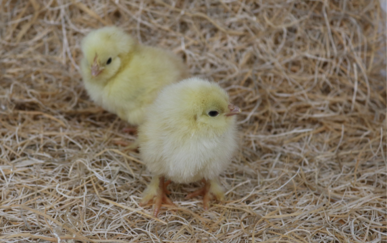 Salmon Faverolles – Flockjourney