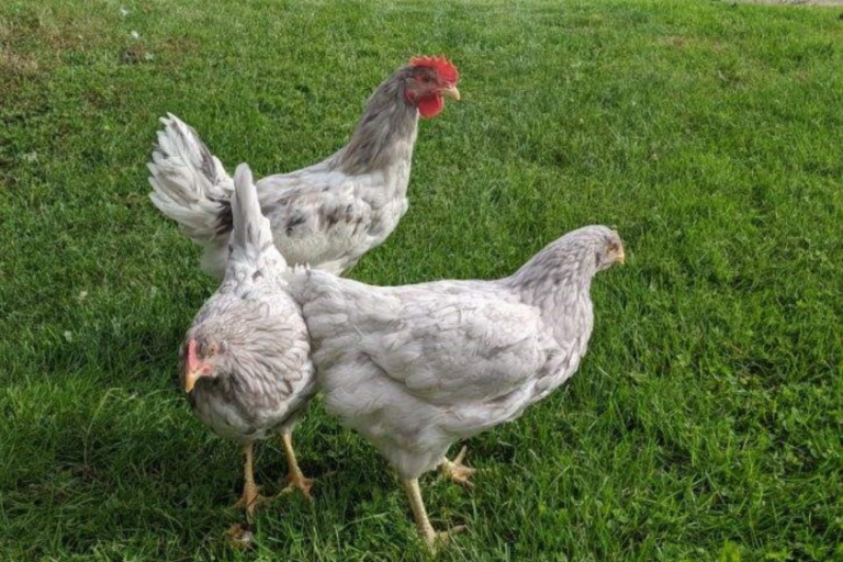 Sapphire Splash® – Flockjourney