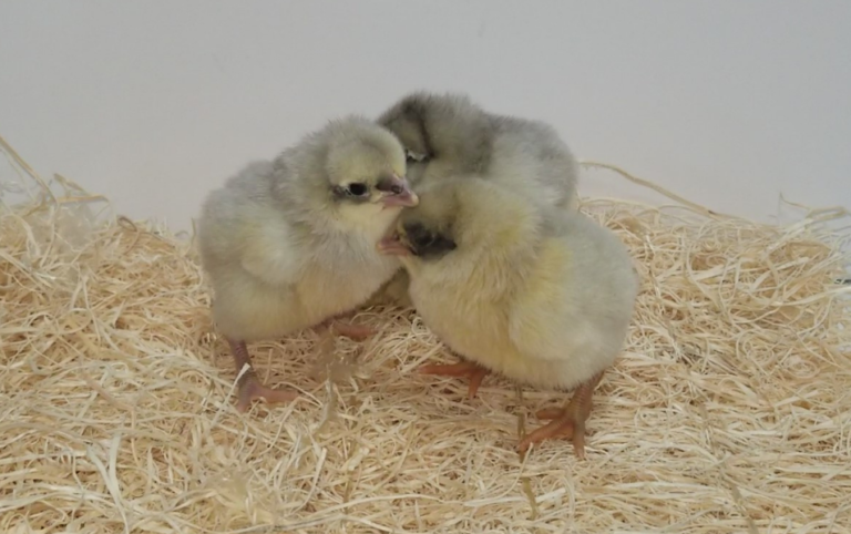 Sapphire Splash® – Flockjourney