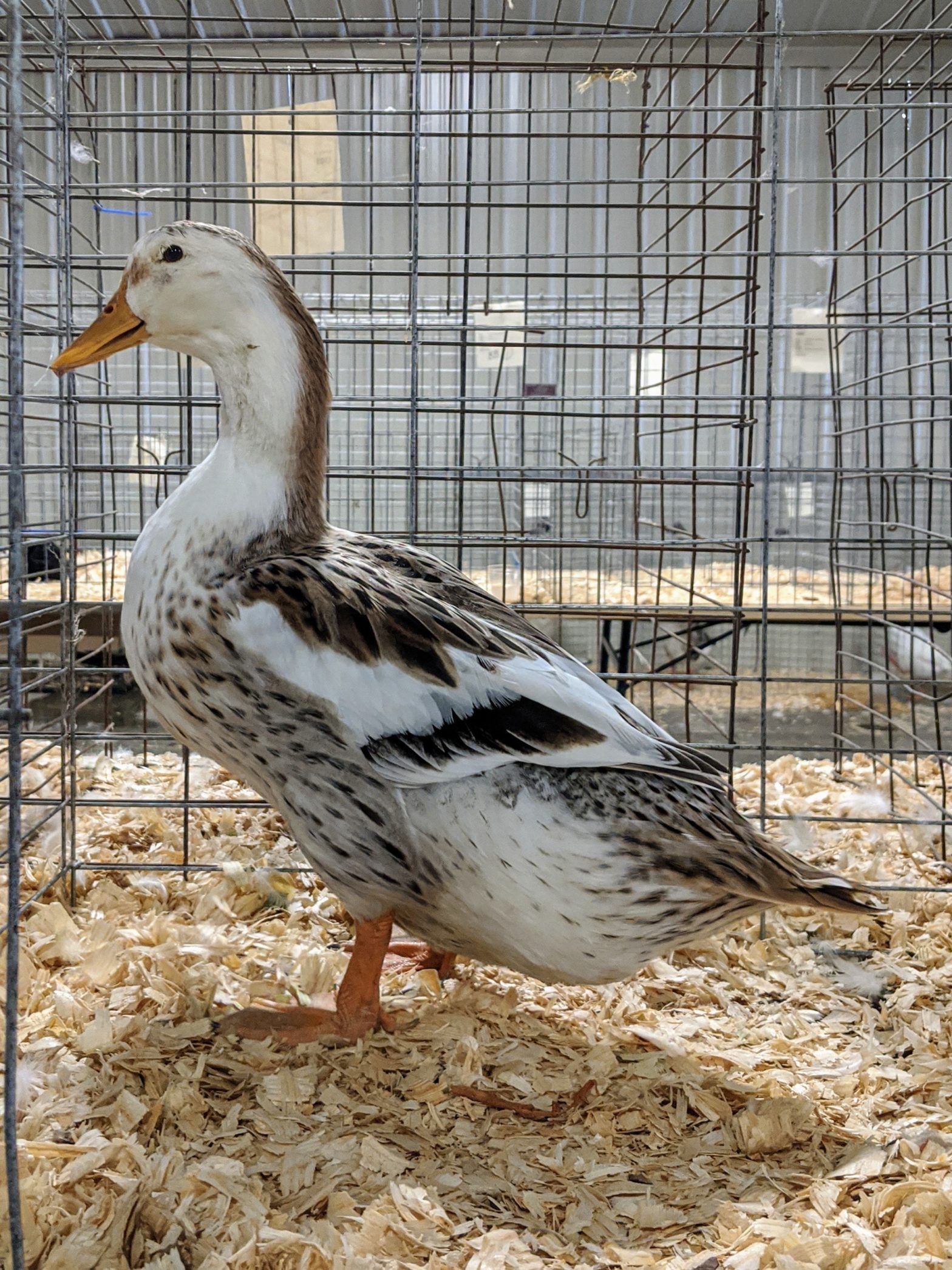 Silver Appleyard – Flockjourney