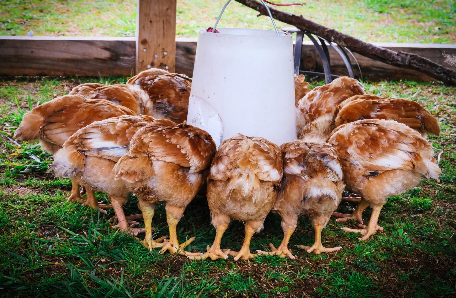 Week 6 With Rudd Rangers – Flockjourney