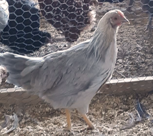 Isabella Leghorn – Flockjourney