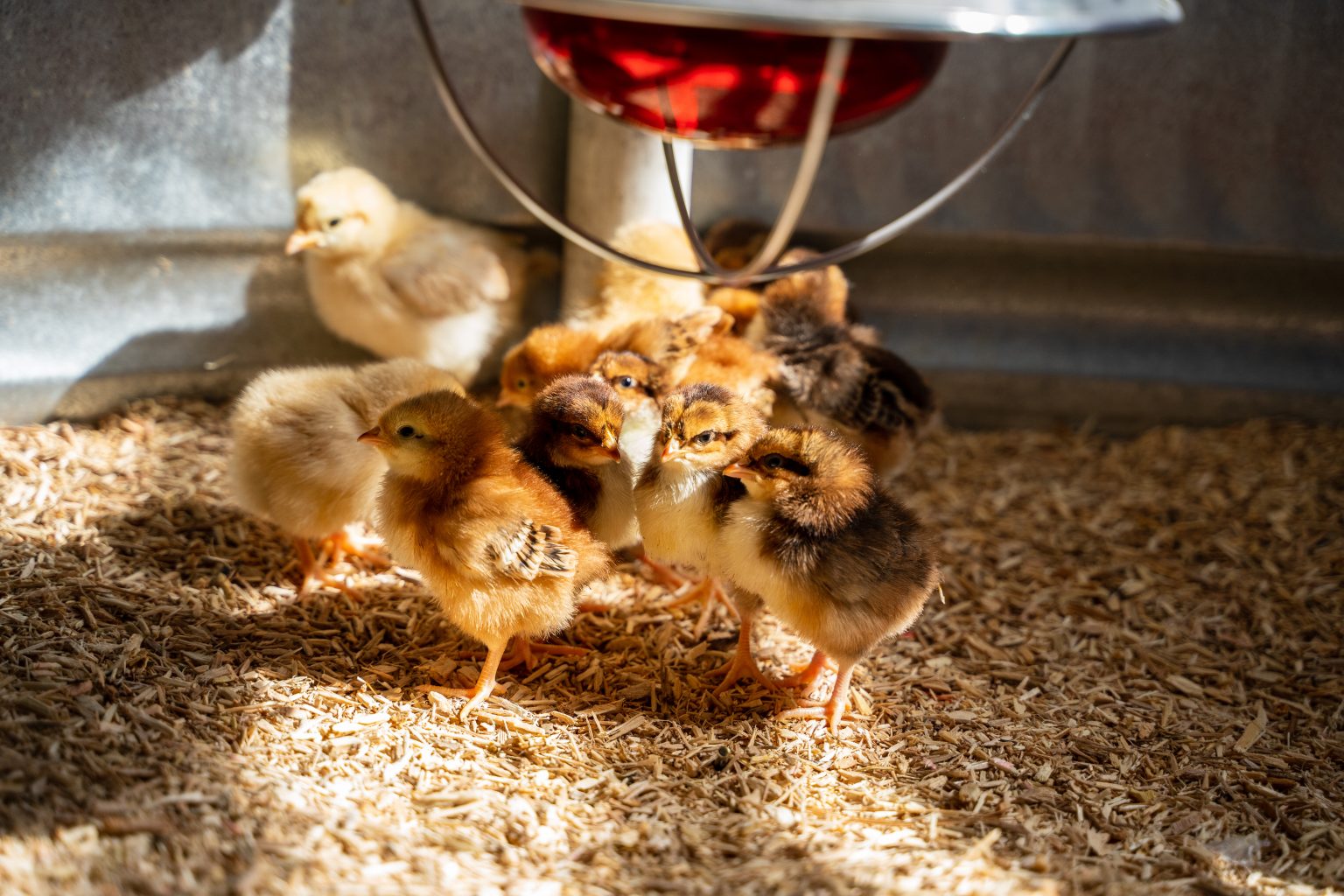 Raising Chicks in the Winter Part 1 – Flockjourney