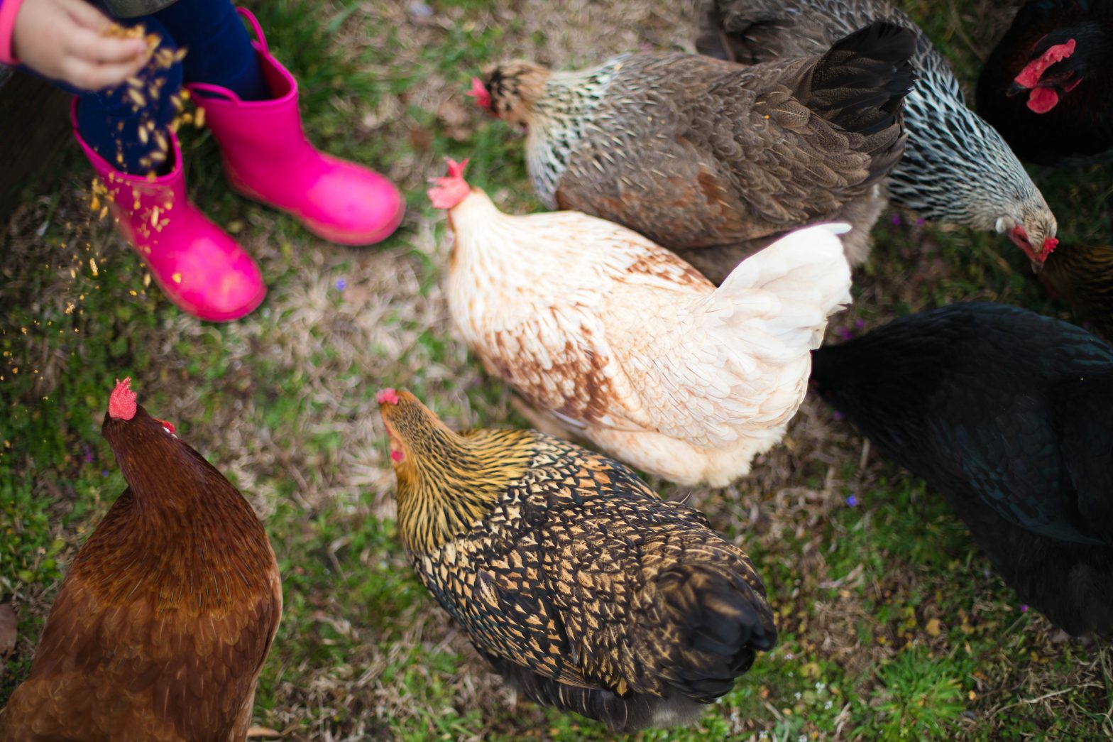 Taming Chickens – Flockjourney
