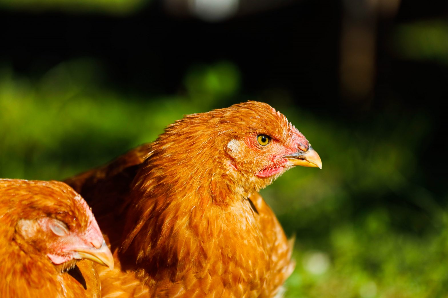 Week 10 With Rudd Rangers – Flockjourney