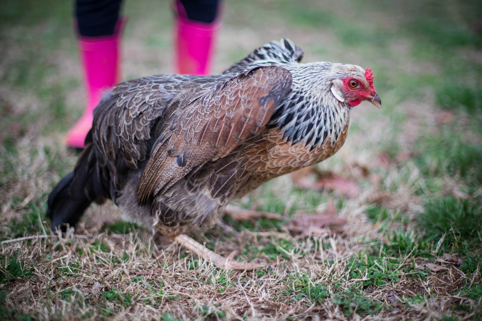 Why Does My Hen Squat? – Flockjourney