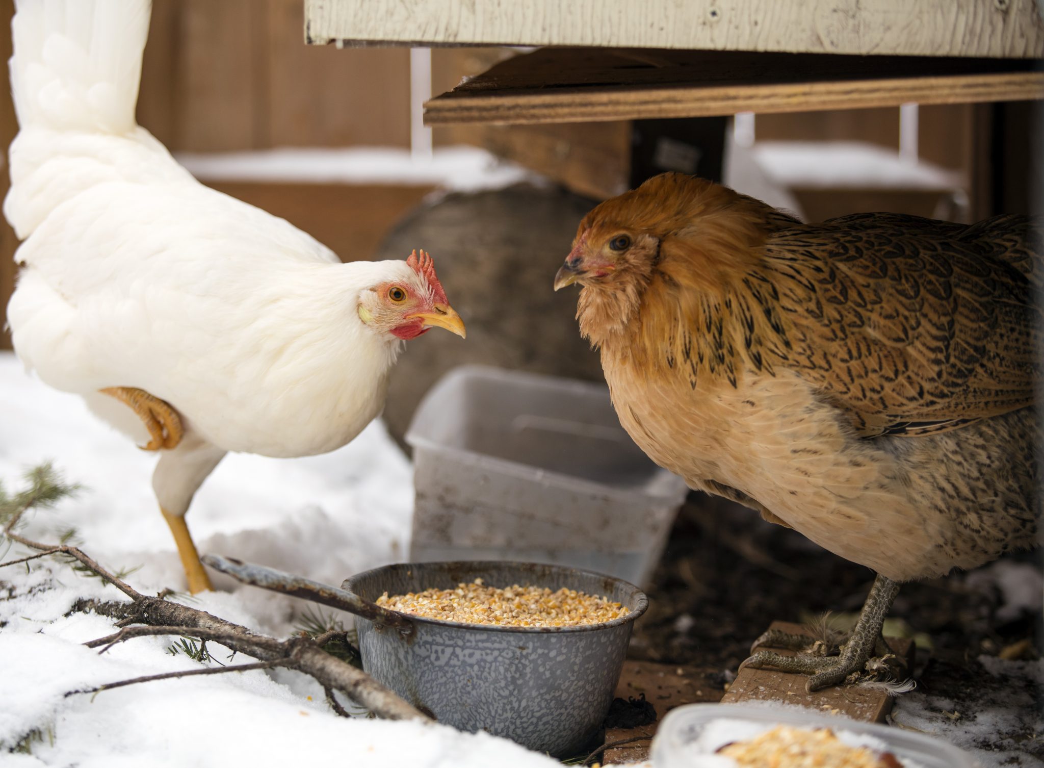 Raising Winter Chickens Part 3 – Flockjourney