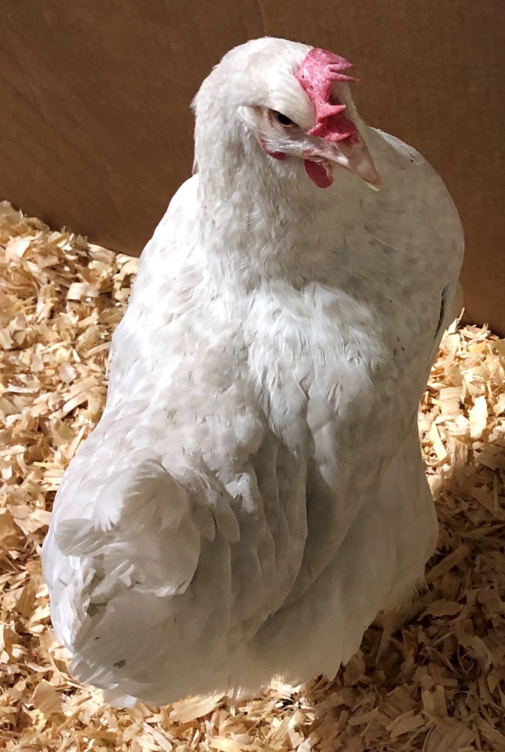 California Tan™ – Flockjourney